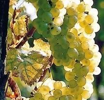 Сорт винограду Дурелла, купити вино з винограду Durella | Wine.ua
